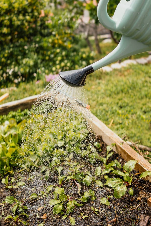 Watering Vegetables. Raised Vegetable Bed. Stock Photo - Image of ...