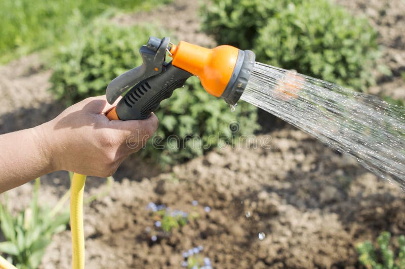Hose with Fly Screen on Face Stock Image - Image of nostrils, horse ...