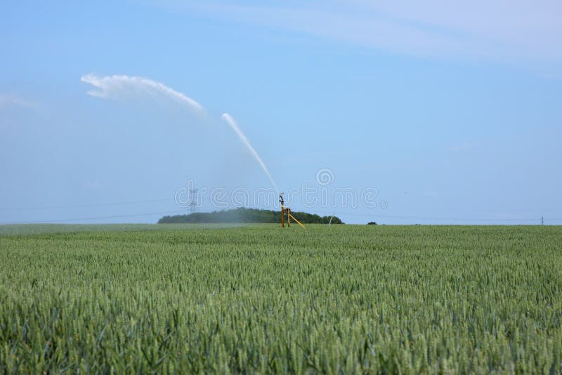 Watering of wheat fields stock image. Image of irrigation - 24015039