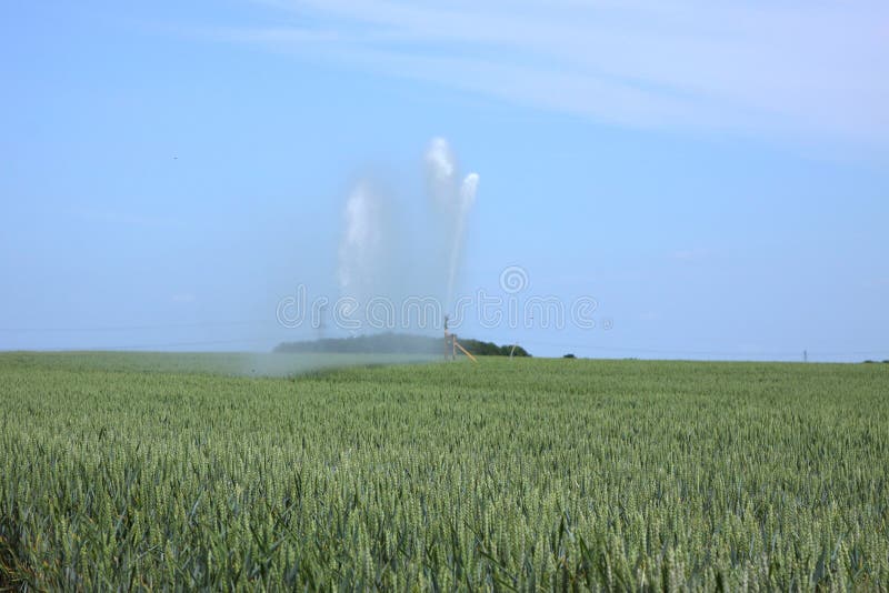 Watering of wheat fields stock image. Image of industrial - 24015083