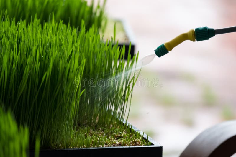 Watering wheat grass stock image. Image of growth, vitality - 111750915