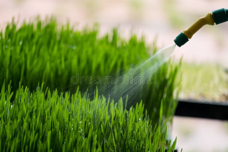 Watering wheat grass stock photo. Image of boost, vitality - 111750974