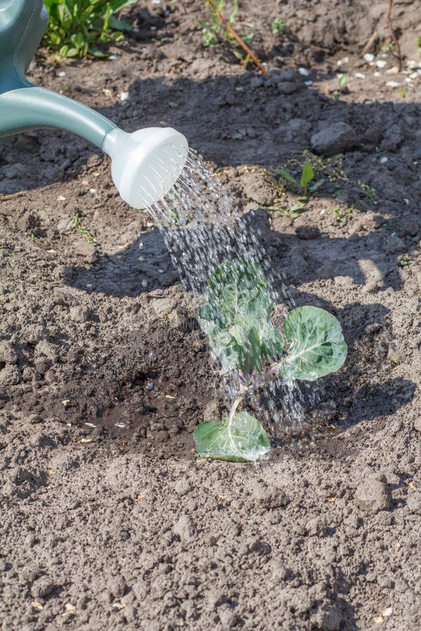 Watering of Young Green Cabbage Seedling Using Plastic Watering Stock ...