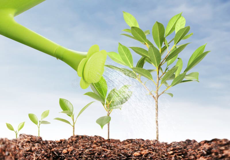 Watering young tree stock image. Image of green, background - 37866111