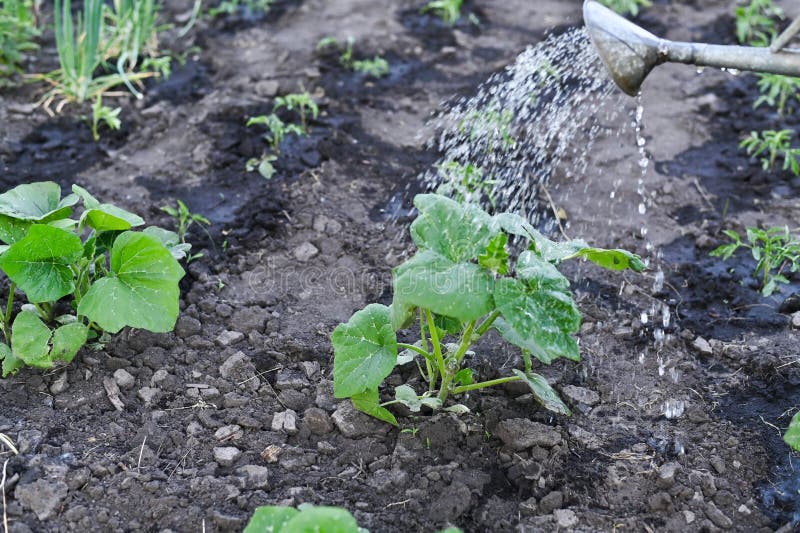 Watering Zucchini Seedlings from a Watering Can in the Garden Stock ...