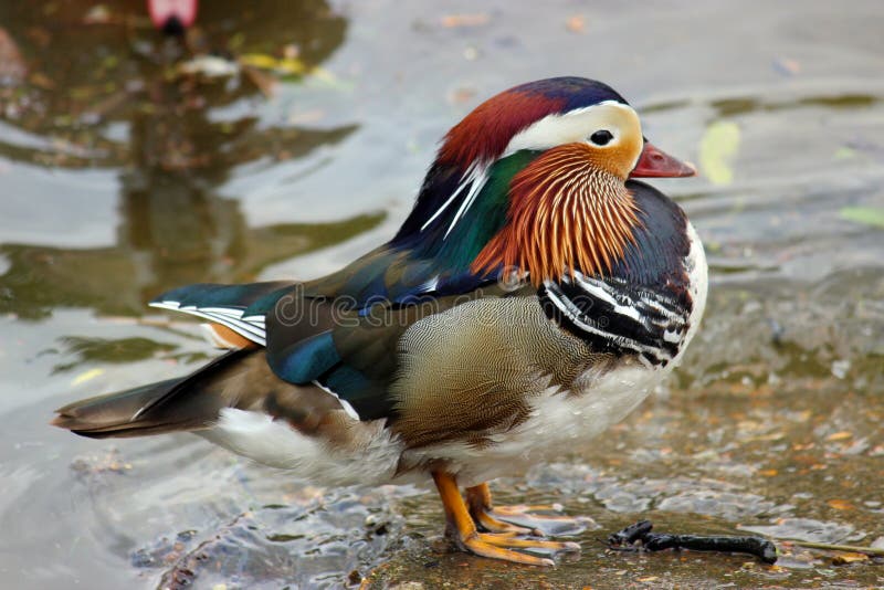 Waterkip stock afbeelding. Image of staart, watervogels - 41762347