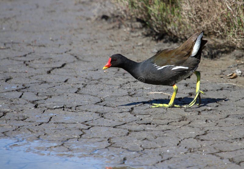 Waterkip in Camargue stock foto. Image of water, frankrijk - 83732682
