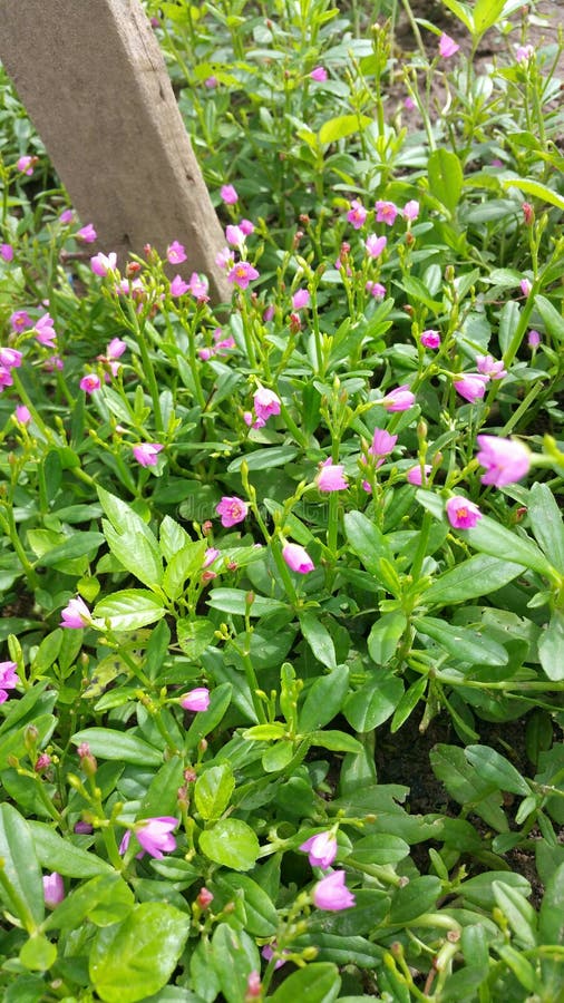 Waterleaf stock image. Image of garden, beautiful, plantation - 117182987