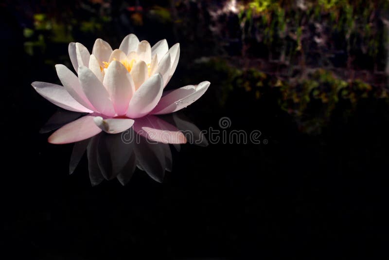 Waterlelie stock foto. Image of meditatie, zonlicht, bezinning - 630064