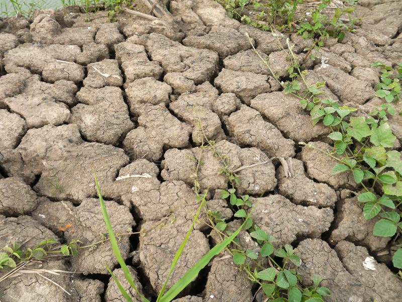 Waterless stock photo. Image of waterless, ground, plant - 73627956