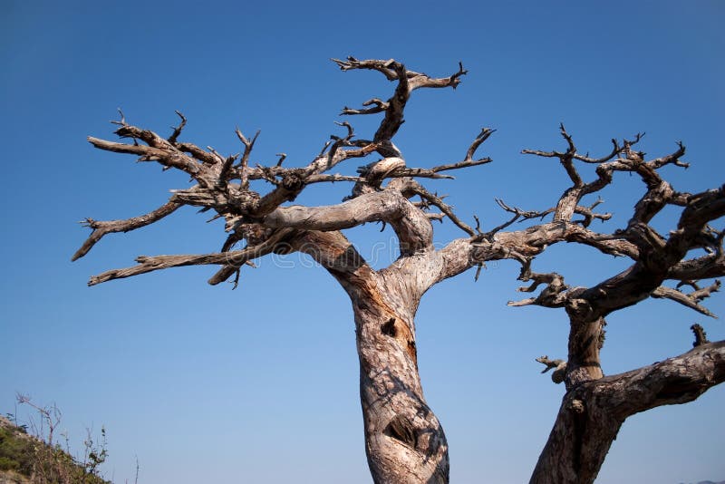 Waterless tree stock image. Image of mountain, isolated - 10583989