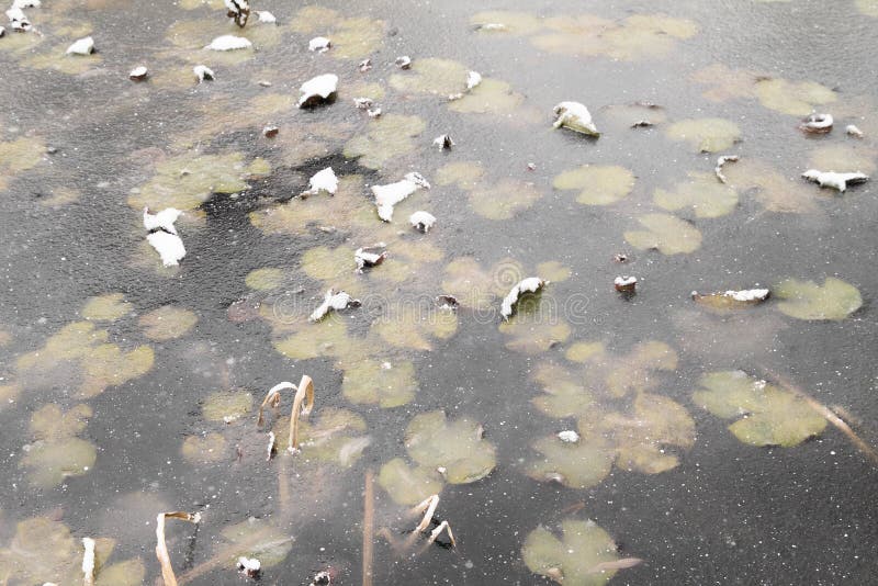 Waterlilies frozen in ice stock photo. Image of stucked - 48917564