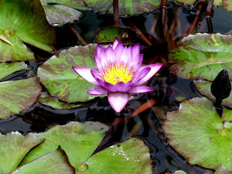 Waterlilies Nello Stagno Di Koi Fotografia Stock - Immagine di acquoso ...