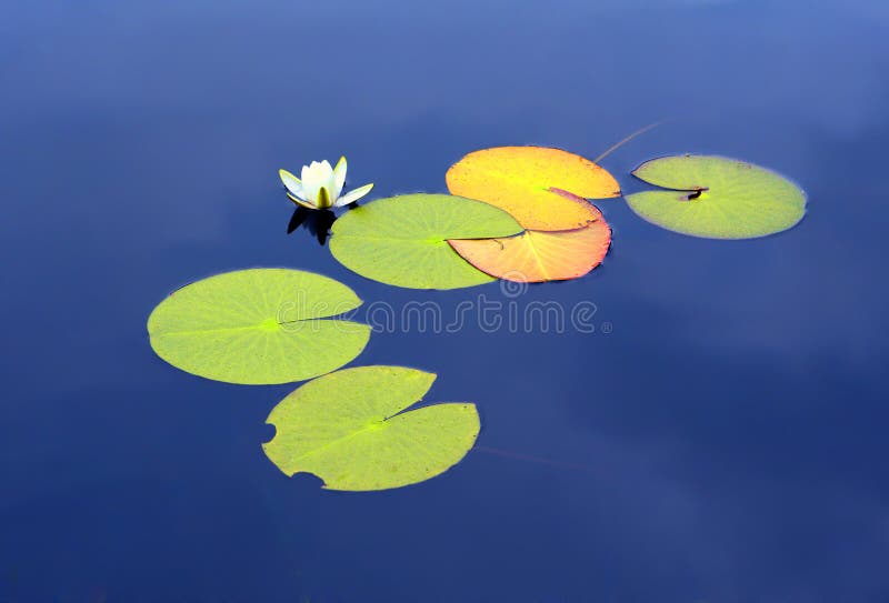 Lillypads in a Florida Swamp Stock Image - Image of aquatic, white: 1327345