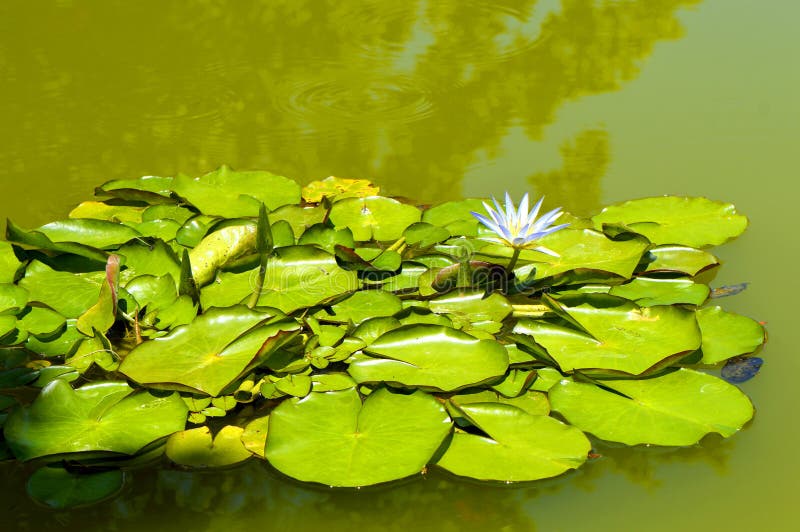 Waterlily Blue Lotus of the Nile Stock Photo - Image of angiosperms ...