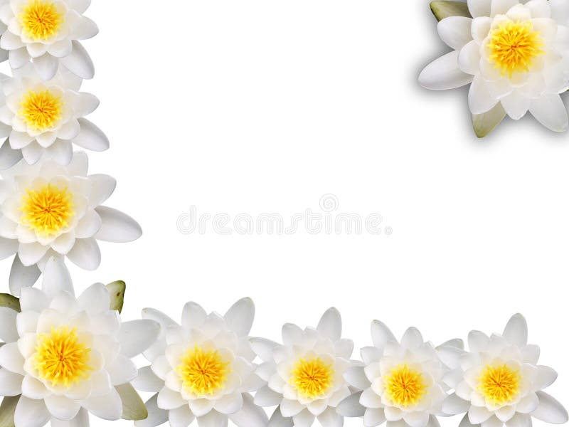 Tiger Lilly on White Background Stock Image - Image of backgrounds ...