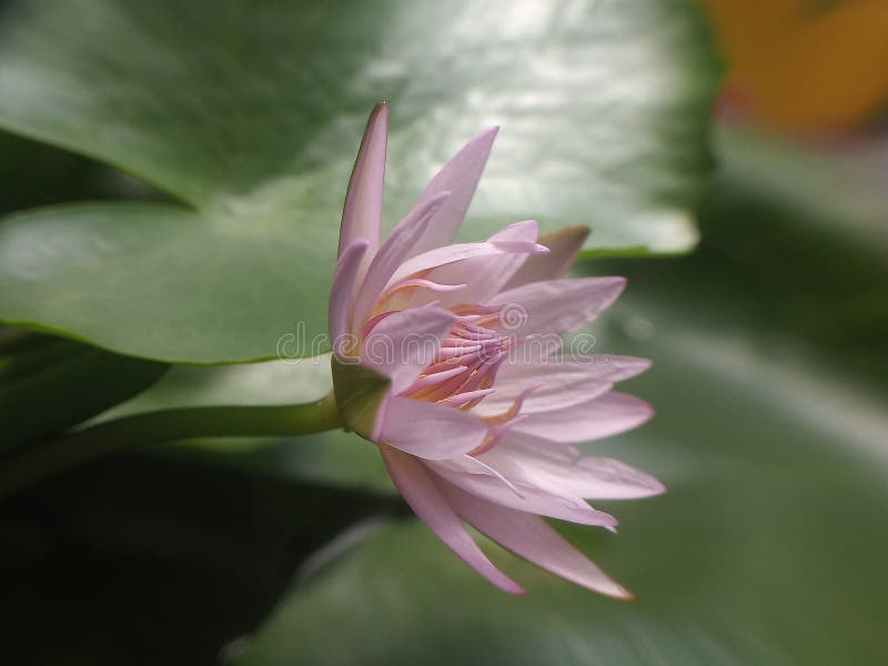 Waterlily Pink Flower Lay at Green Leaf with Backlight Stock Image ...