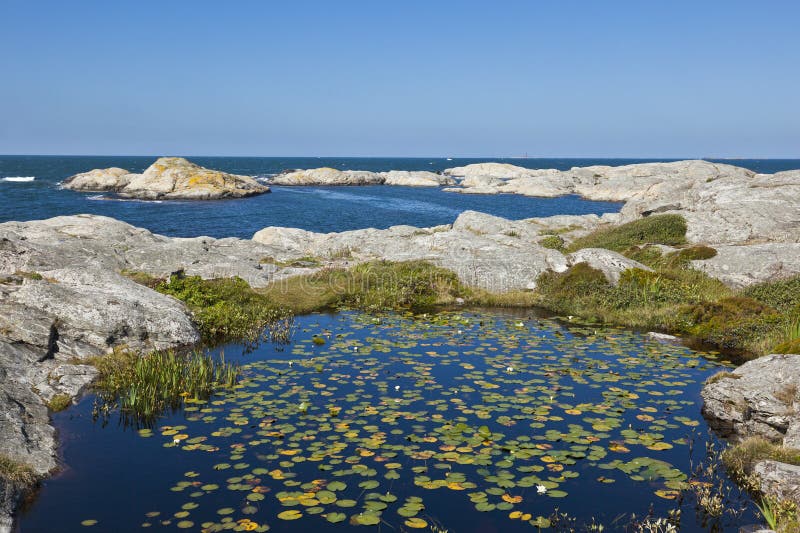 Waterlily in a pond stock image. Image of aquatic, beauty - 24155307