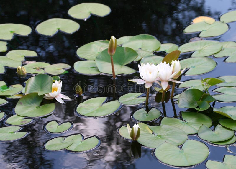 Waterlily Pond with Reflections Stock Photo - Image of bright, botany ...