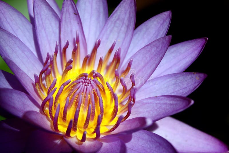 Waterlily Structure stock image. Image of pollen, nature - 14718225