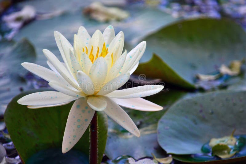WaterLily stock image. Image of flora, ninfea, waterlily - 70067575