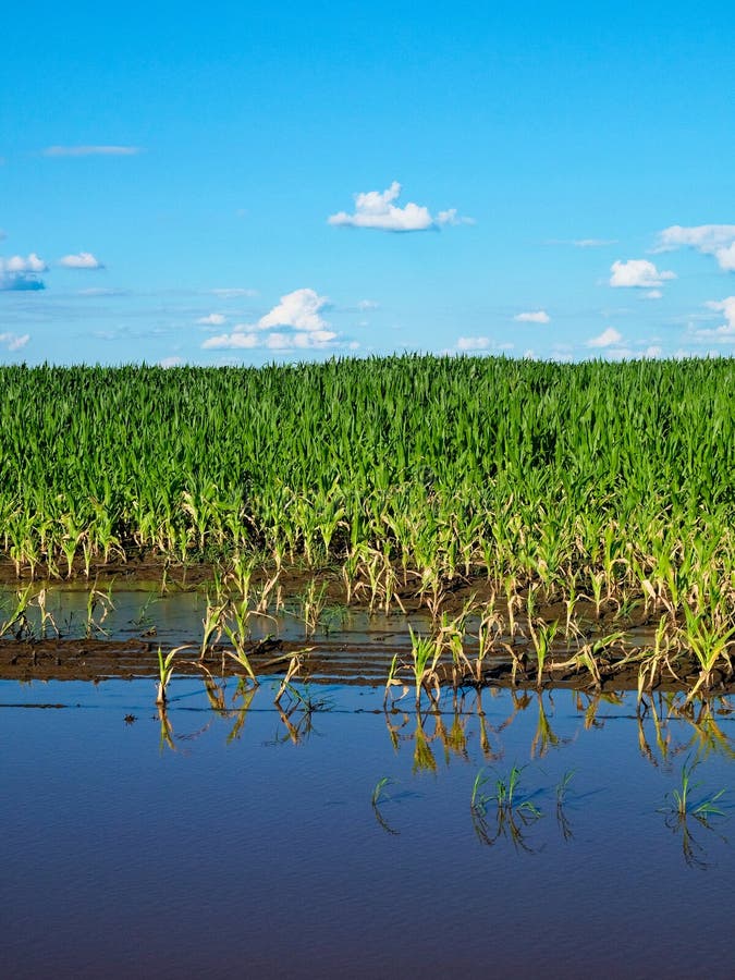 Waterlogged Field of Crops Under a Partly Cloudy Sky Stock Image ...