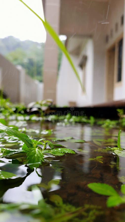 Waterlogged garden stock image. Image of esthetics, rain - 267147159