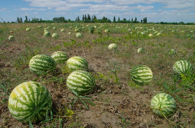 Watermeloenen Op Het Gebied Stock Afbeelding - Image of groen, augustus ...