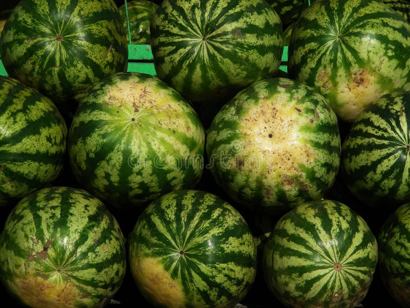 Watermelon stock photo. Image of watermelon, dinner, summer - 11175164