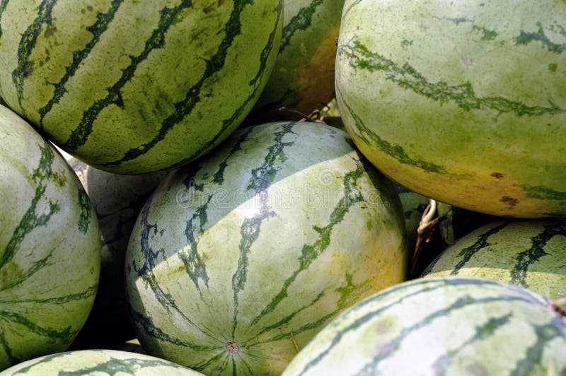 Watermelon stock image. Image of watermelon, season, summer - 19151721