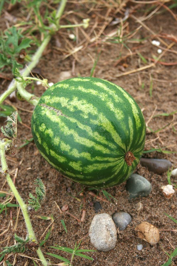 Watermelon stock image. Image of desert, melon, crop - 17228323