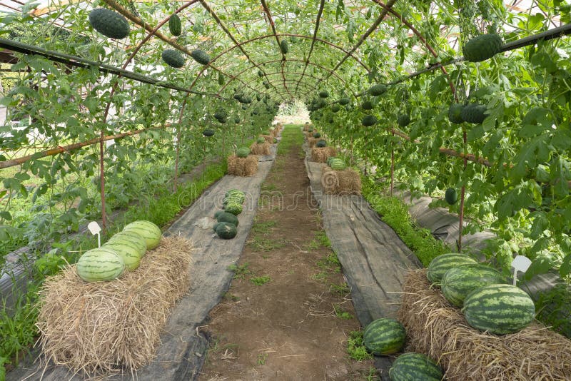 Watermelon in Agricultural Circle Greenhouse Farm. Stock Photo - Image ...