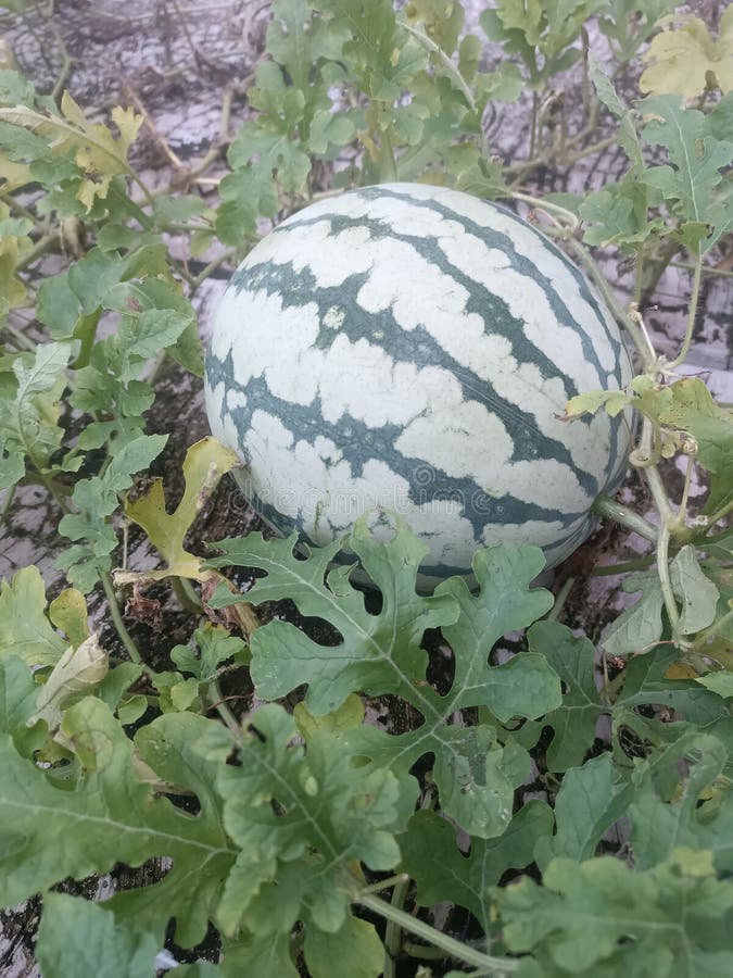 Watermelon in the Back Garden of House Stock Photo - Image of house ...