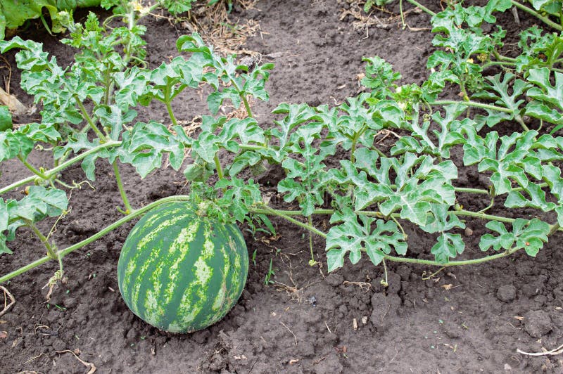 Melon on a bed stock image. Image of summer, soil, ground - 97033481