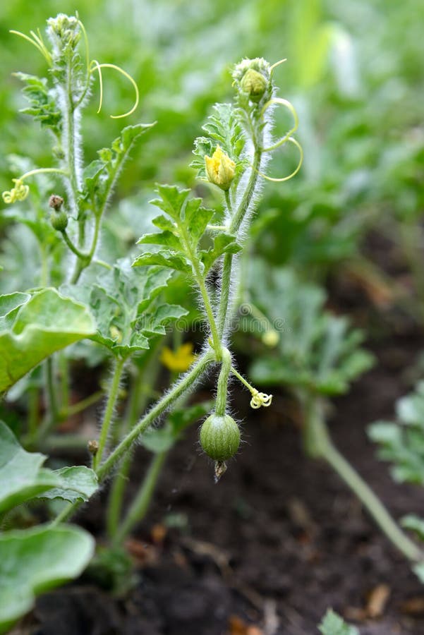 Watermelon bloom stock image. Image of watermelon, flower - 32135969