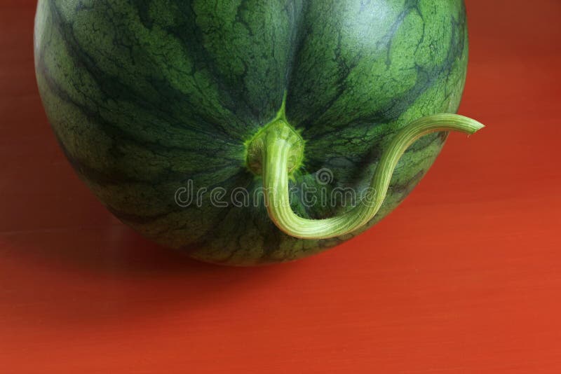 Watermelon stock image. Image of fruit, fresh, plant - 41385253