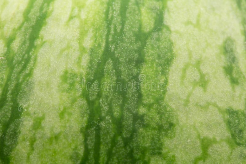 Watermelon Skin Texture Map