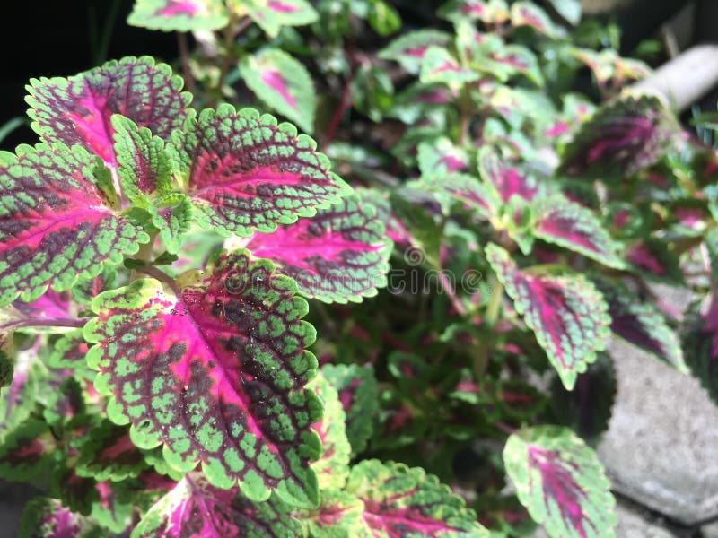 Watermelon coleus stock photo. Image of background, decorative - 250528386