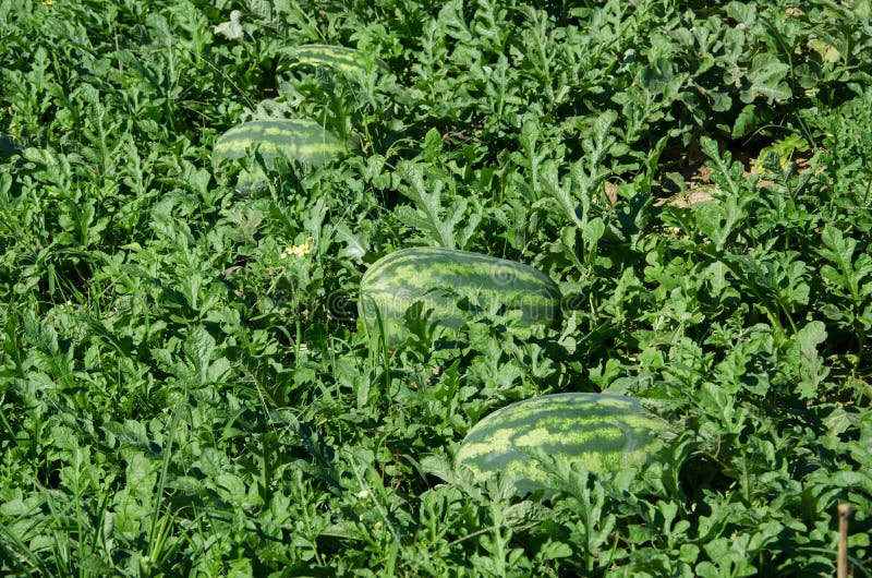 Watermelon crop stock photo. Image of agriculture, garden - 47808416