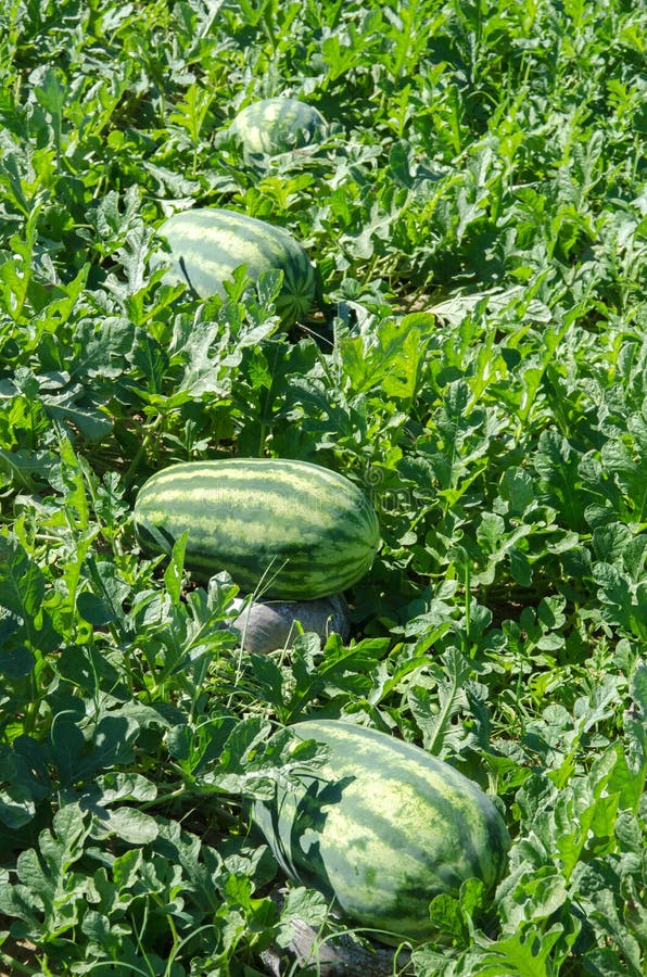 Watermelon crop stock photo. Image of stage, fresh, crop - 49681000
