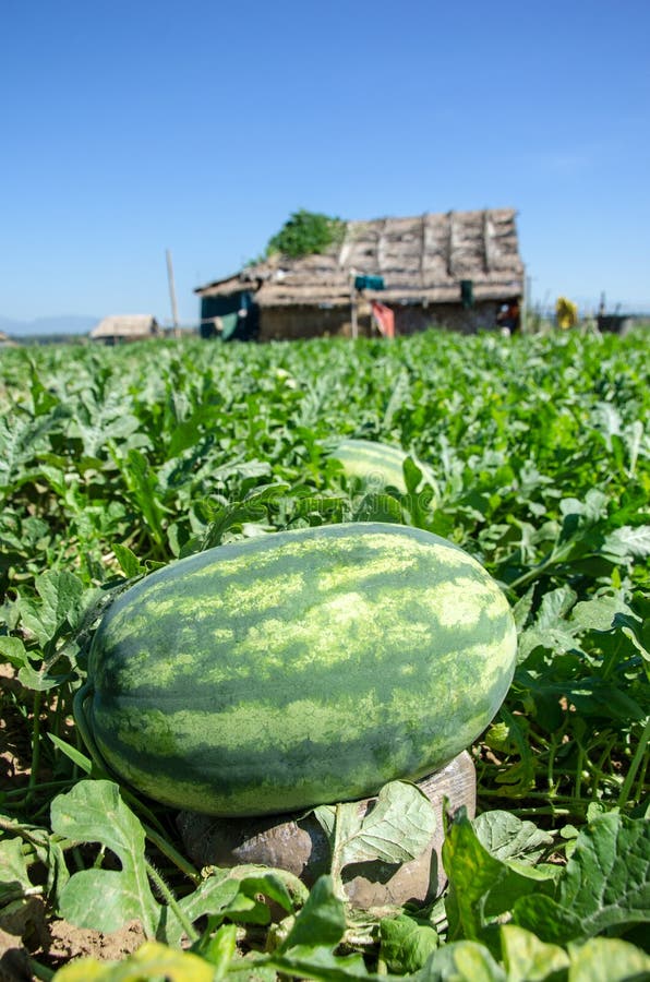Watermelon crop stock image. Image of leaf, watermelon - 50840655