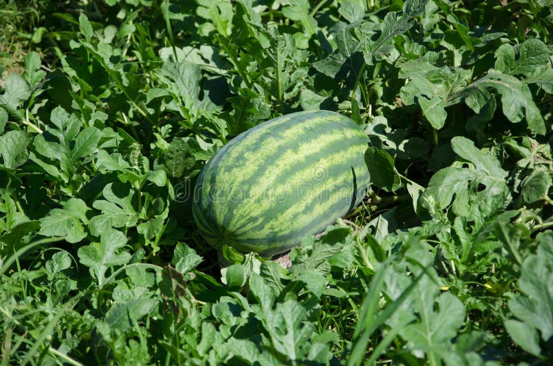 Watermelon crop stock photo. Image of harvested, watermelon - 49680798