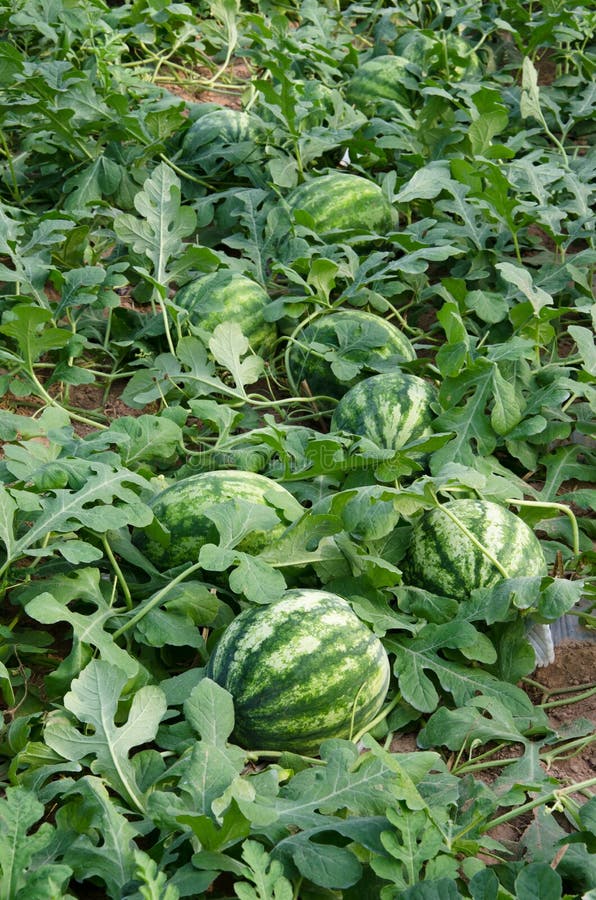 Agriculture Watermelon Field Big Fruit Water Melon Stock Image - Image ...