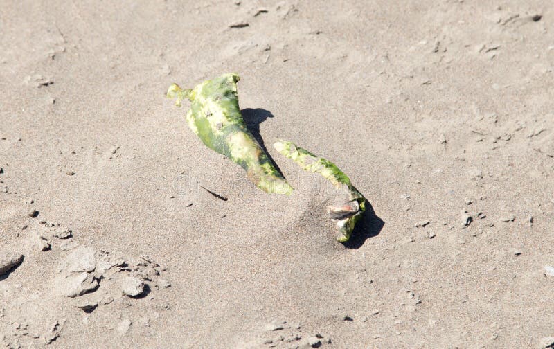 Watermelon Crust in the Sand Stock Image - Image of crust, green: 98192351