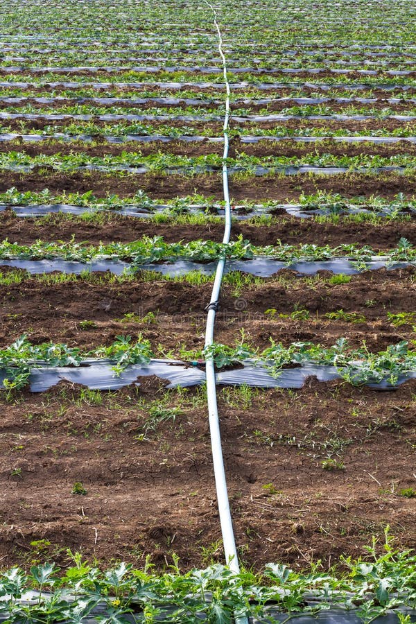 Watermelon Cultivation stock image. Image of crops, irrigation - 55186711