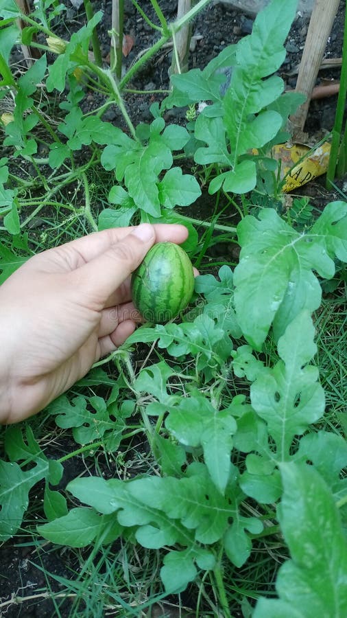 Watermelon Cute Small Seeds Plant Stock Photos - Free & Royalty-Free ...
