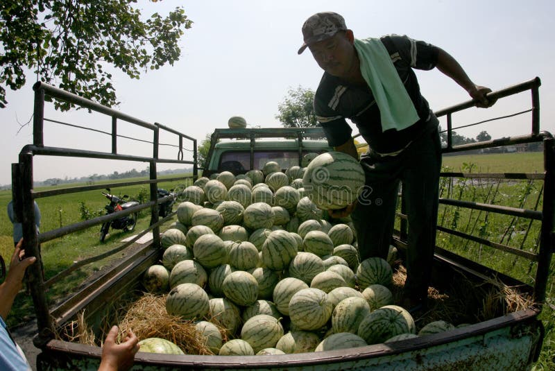 Watermelon Harvest and Planting Editorial Photo - Image of fresh, food ...