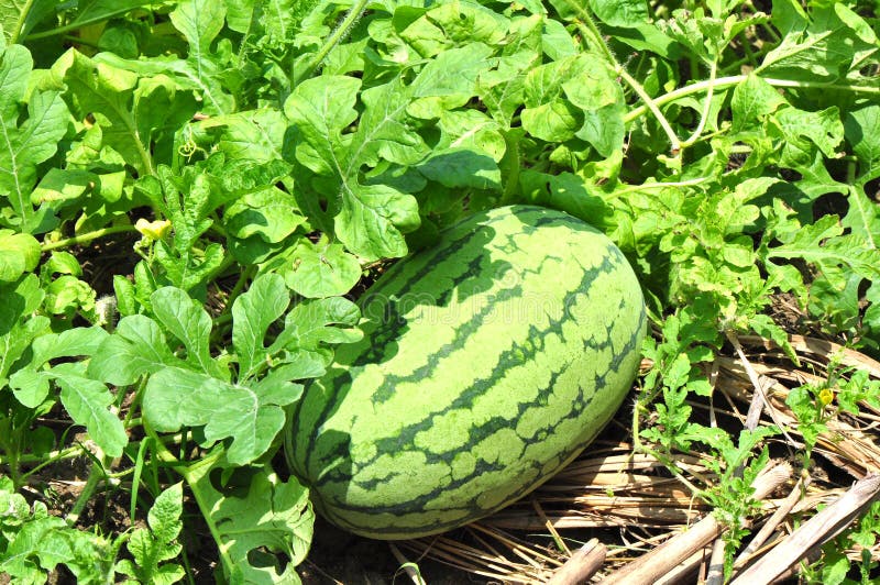 Watermelon in field stock image. Image of farm, outdoor - 21083983