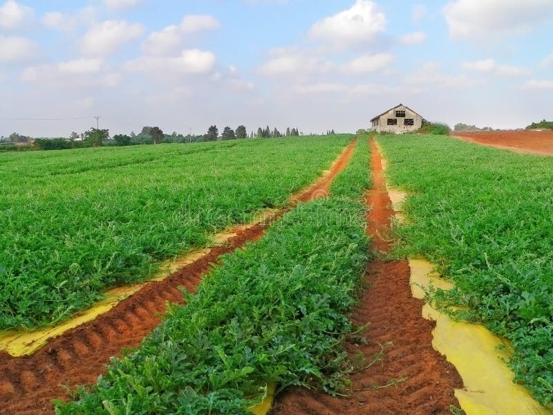 Watermelon field stock image. Image of field, burn, hill - 9841503