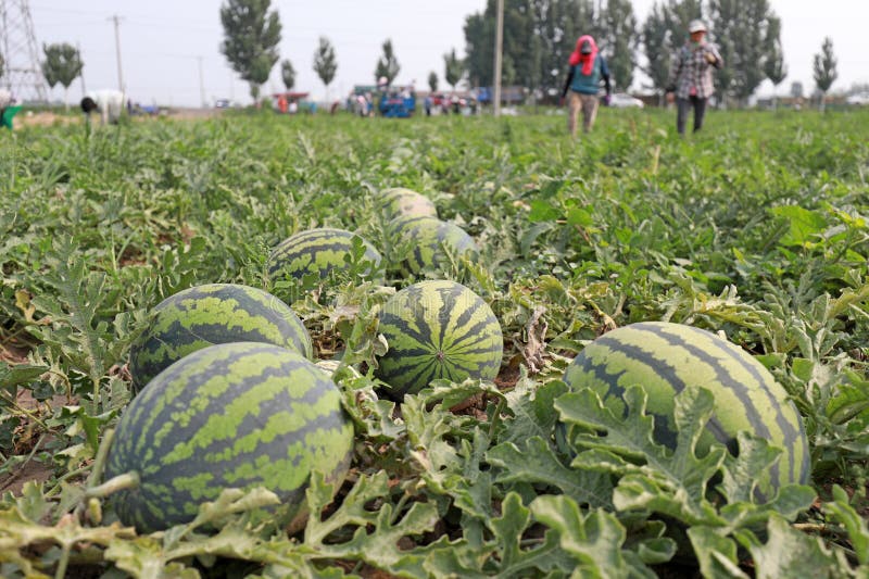 Watermelon in the field stock photo. Image of nature - 365259064